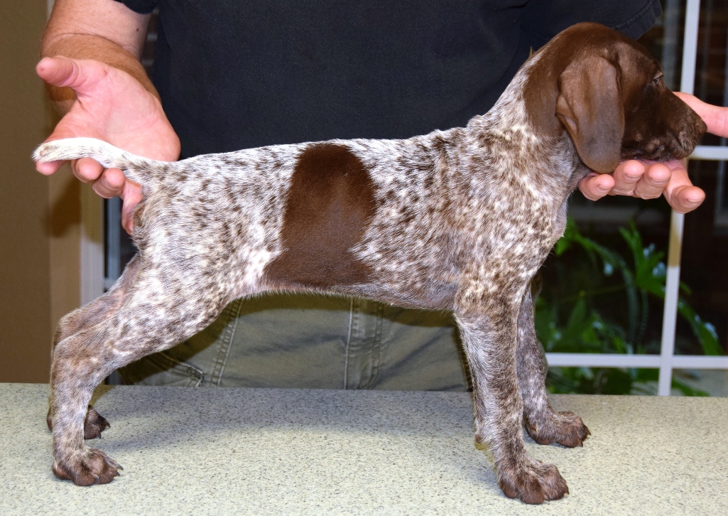 GSP Puppies for Sale - German Shorthaired Pointer Puppies