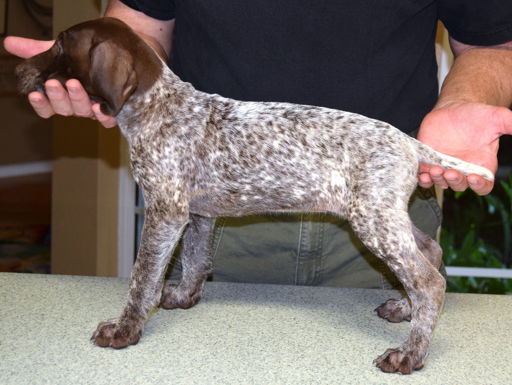 GSP Puppies for Sale - German Shorthaired Pointer Puppies