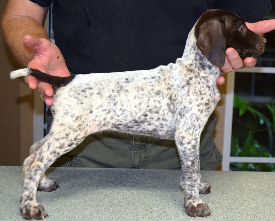 GSP Puppies for Sale - German Shorthaired Pointer Puppies