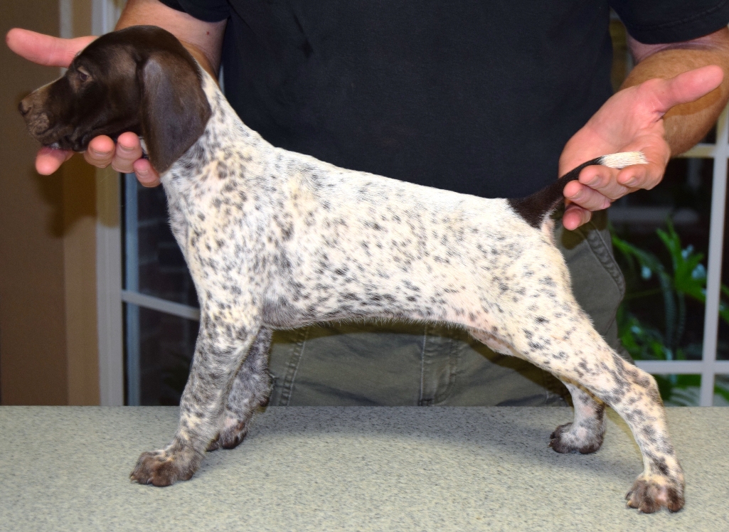 GSP Puppies for Sale - German Shorthaired Pointer Puppies