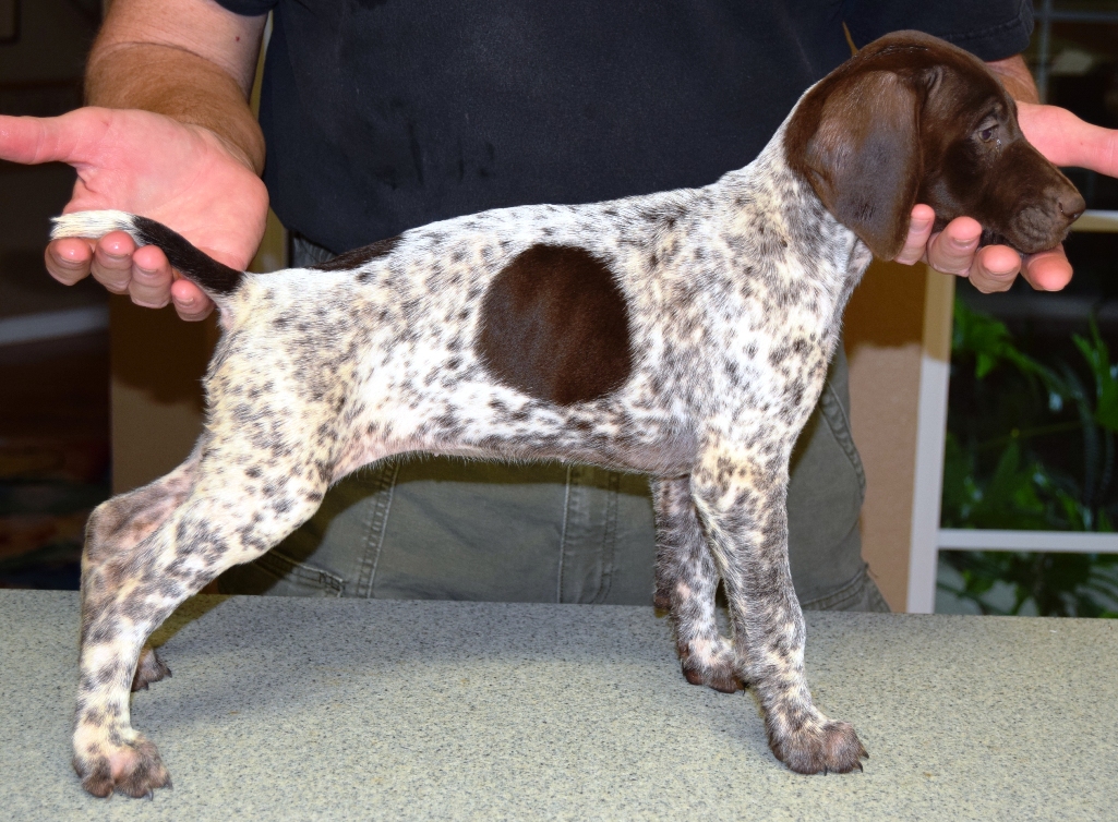 GSP Puppies for Sale - German Shorthaired Pointer Puppies