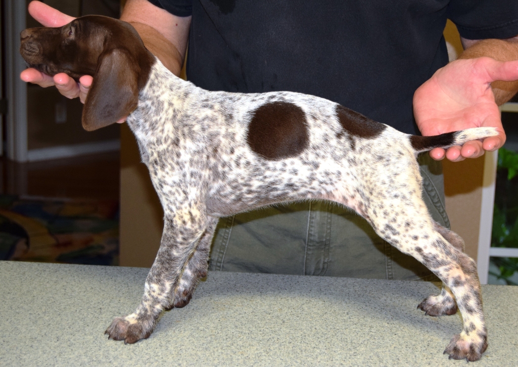 GSP Puppies for Sale - German Shorthaired Pointer Puppies