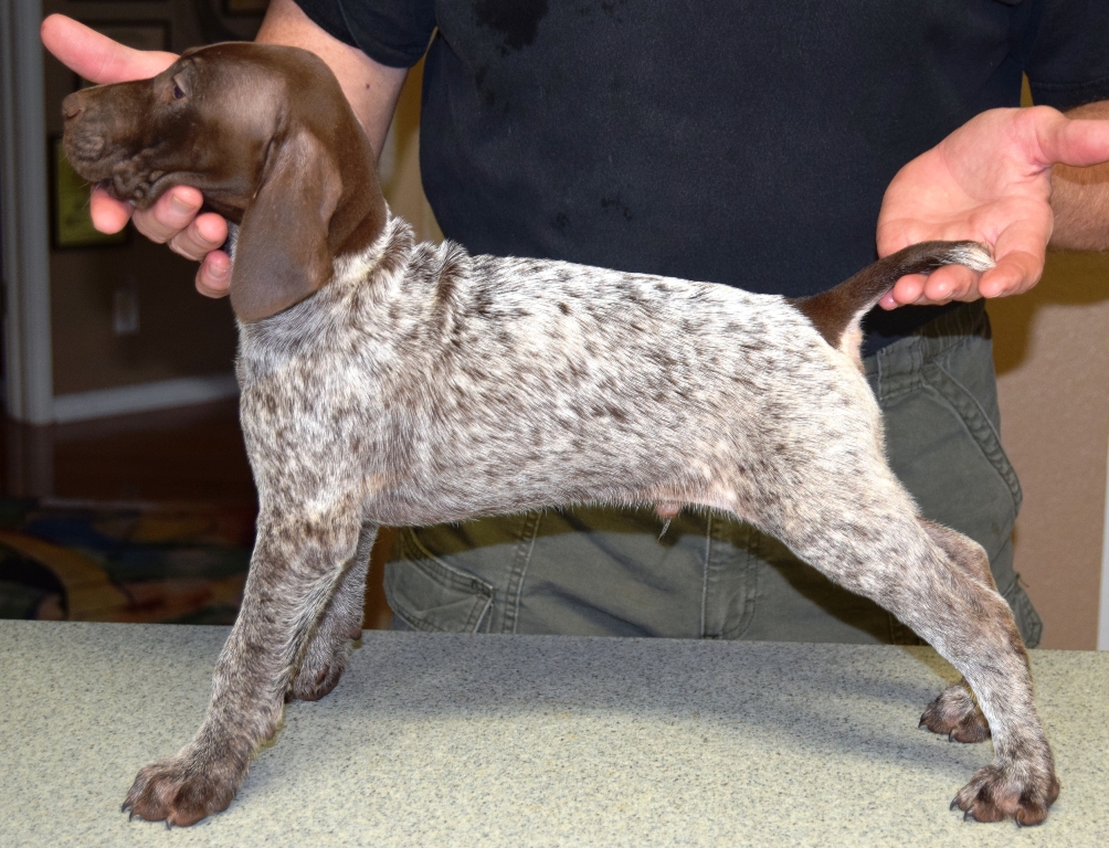 GSP Puppies for Sale - German Shorthaired Pointer Puppies