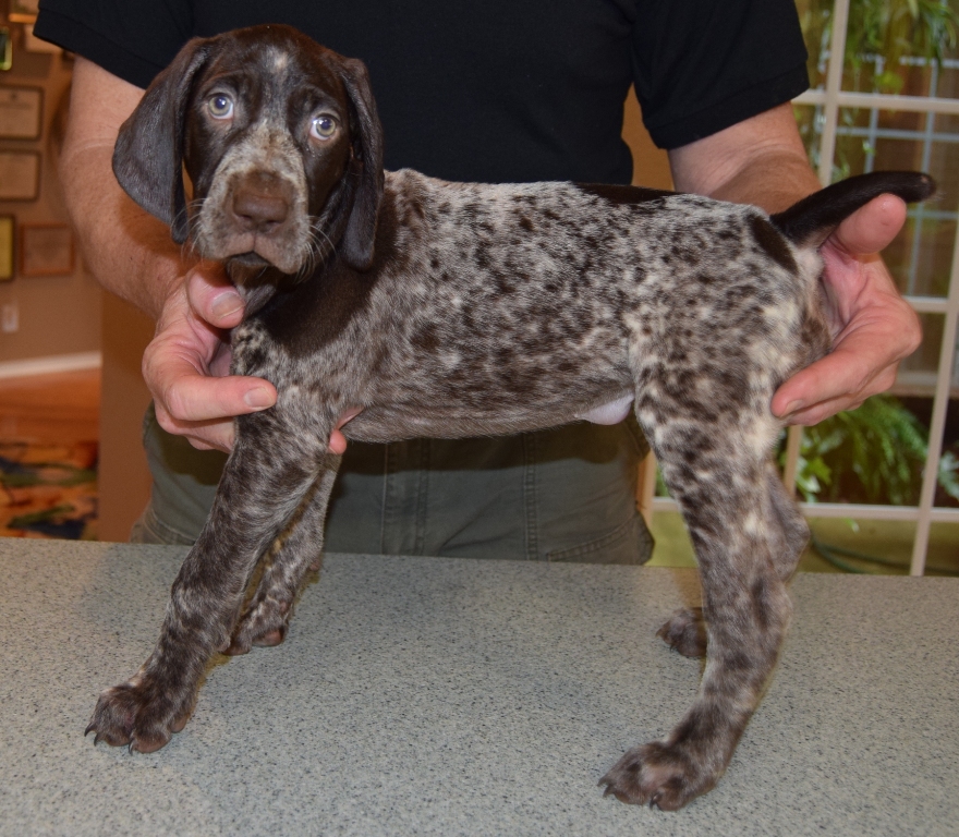 GSP Puppies for Sale - German Shorthaired Pointer Puppies