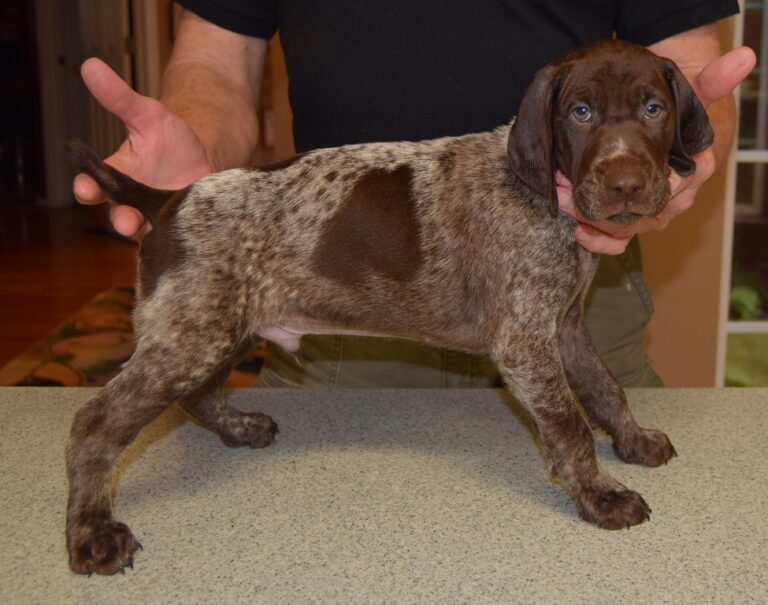 GSP Puppies for Sale - German Shorthaired Pointer Puppies