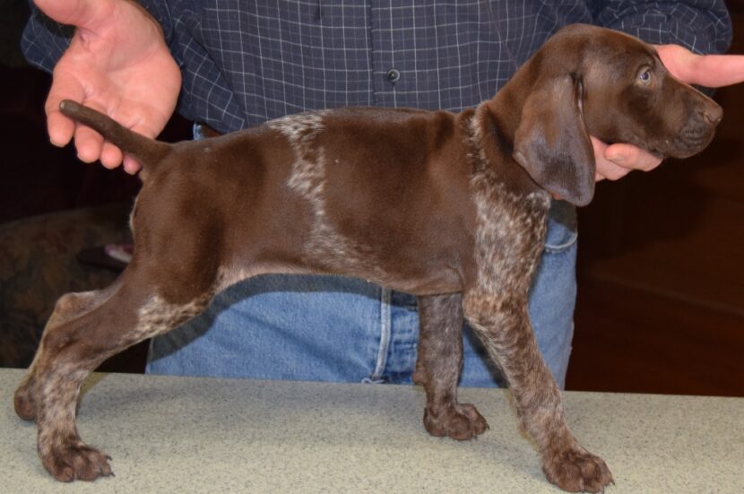GSP Puppies for Sale - German Shorthaired Pointer Puppies