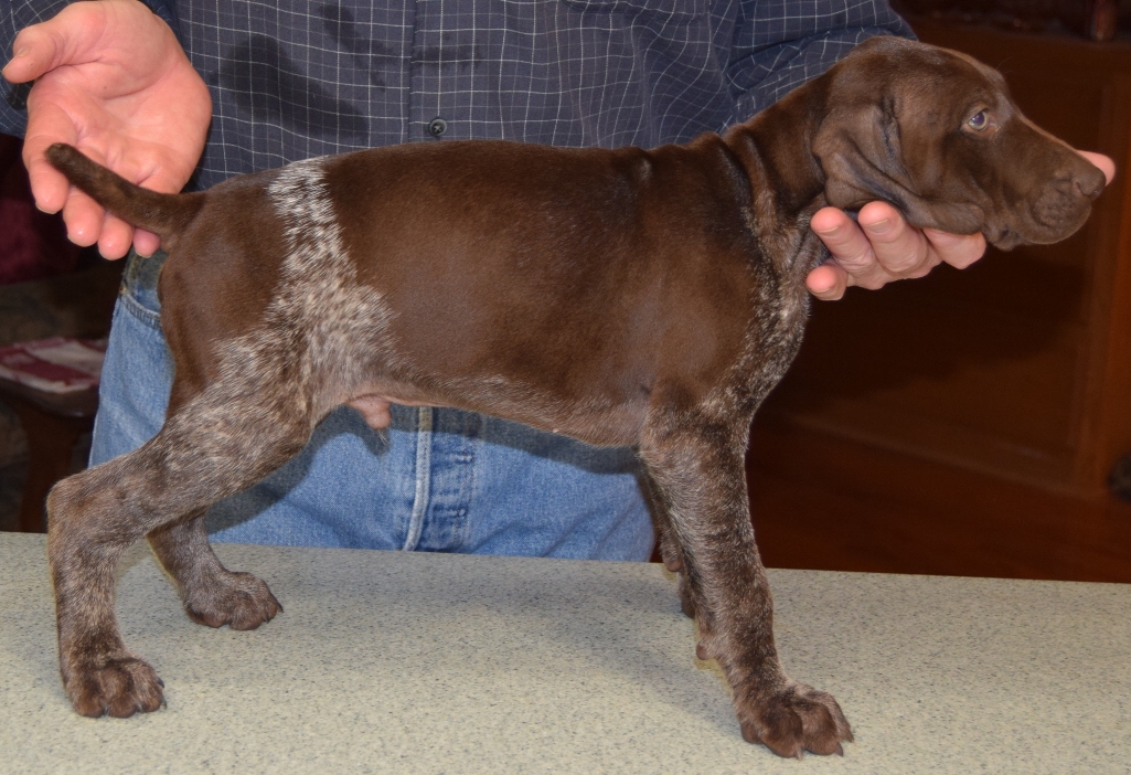 GSP Puppies for Sale - German Shorthaired Pointer Puppies