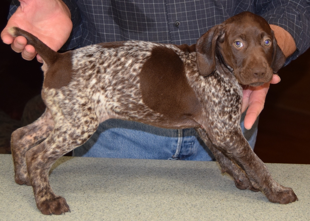 GSP Puppies for Sale - German Shorthaired Pointer Puppies