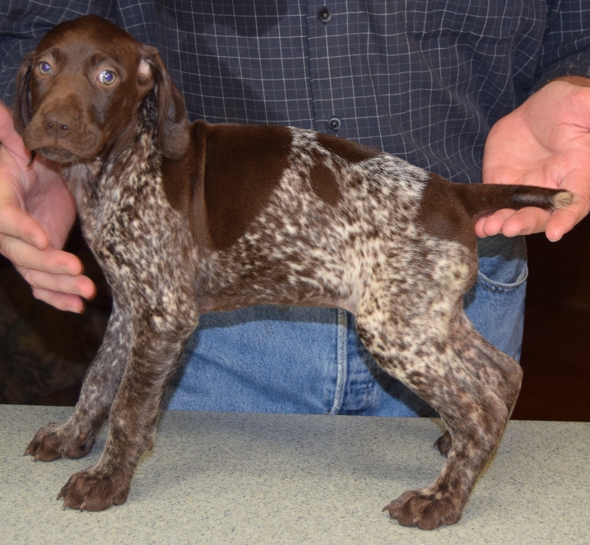 GSP Puppies for Sale - German Shorthaired Pointer Puppies