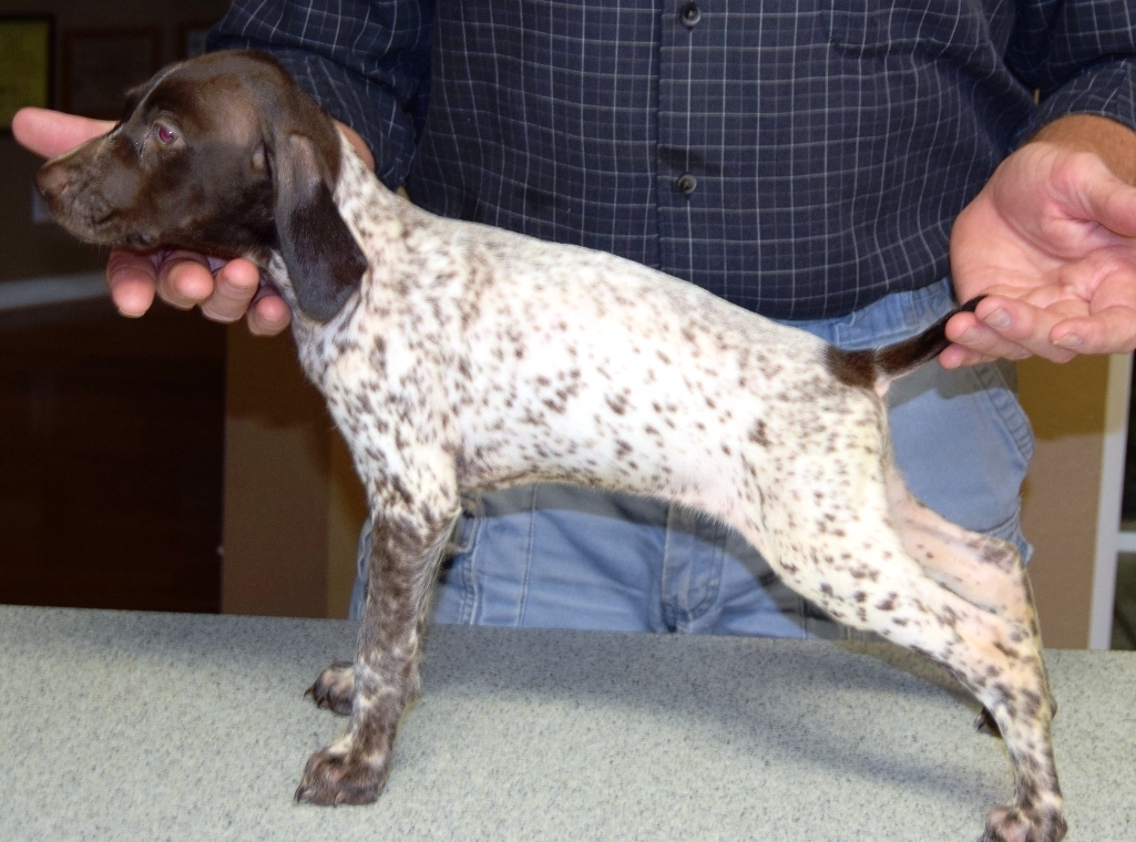 GSP Puppies for Sale - German Shorthaired Pointer Puppies