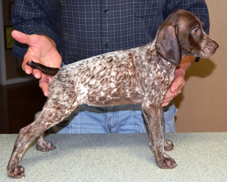 GSP Puppies for Sale - German Shorthaired Pointer Puppies