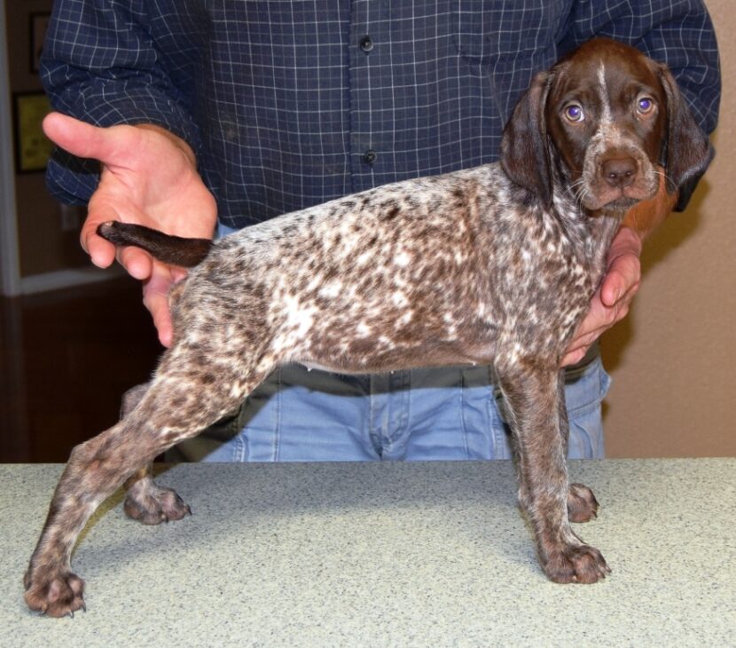 GSP Puppies for Sale - German Shorthaired Pointer Puppies