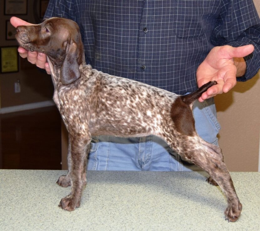 GSP Puppies for Sale - German Shorthaired Pointer Puppies