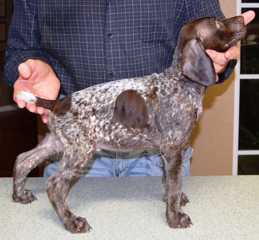 GSP Puppies for Sale - German Shorthaired Pointer Puppies