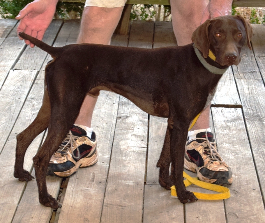HOME - German Shorthaired Pointer Puppies