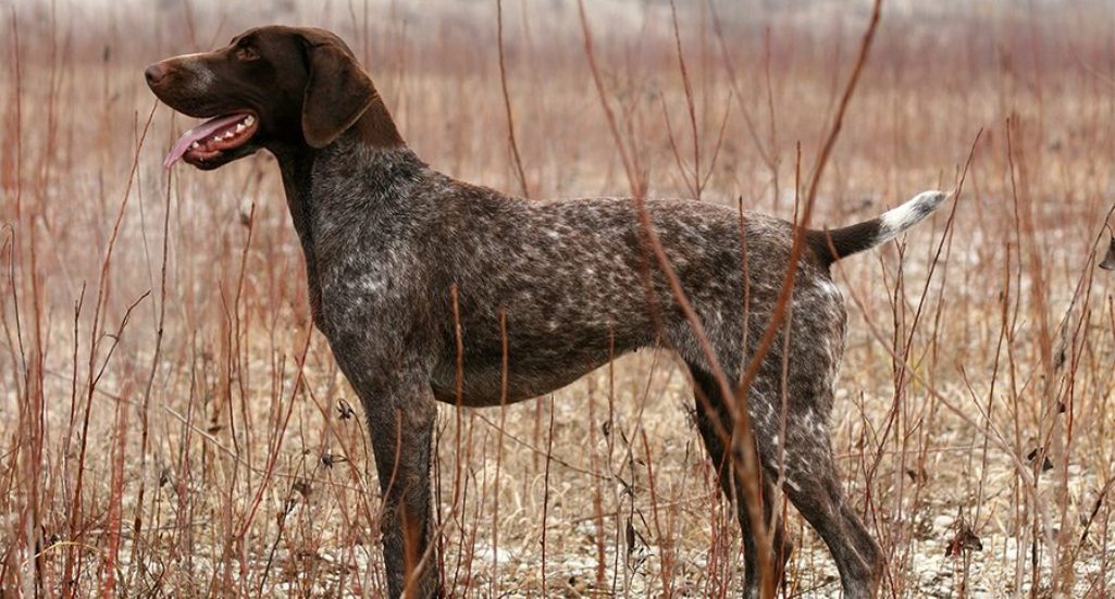 Sire and Dam Photos - German Shorthaired Pointer Puppies