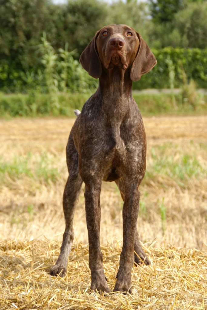 Sire and Dam Photos - German Shorthaired Pointer Puppies