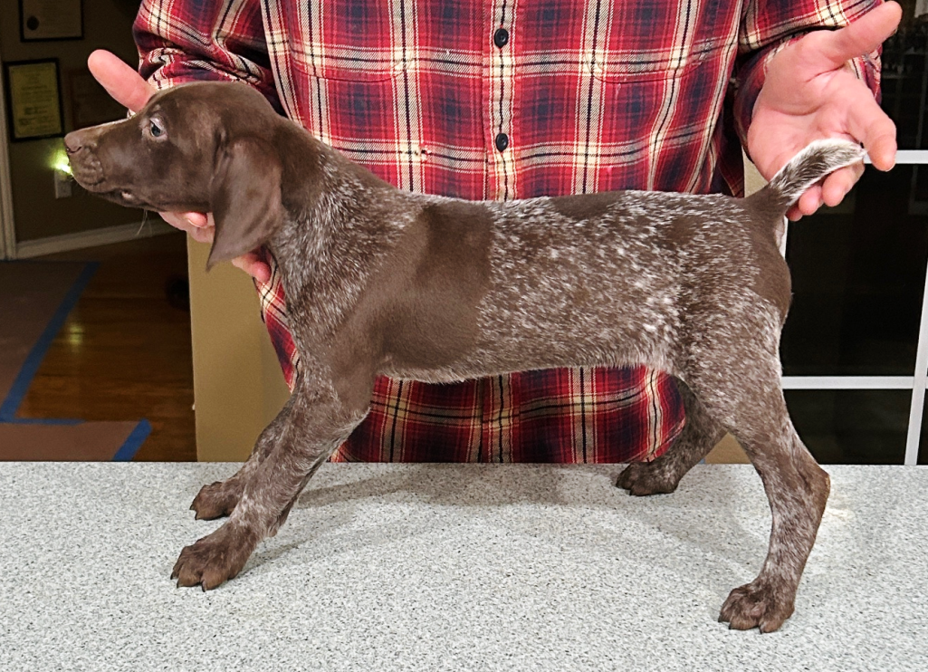 Puppies for Sale - German Shorthaired Pointer Puppies