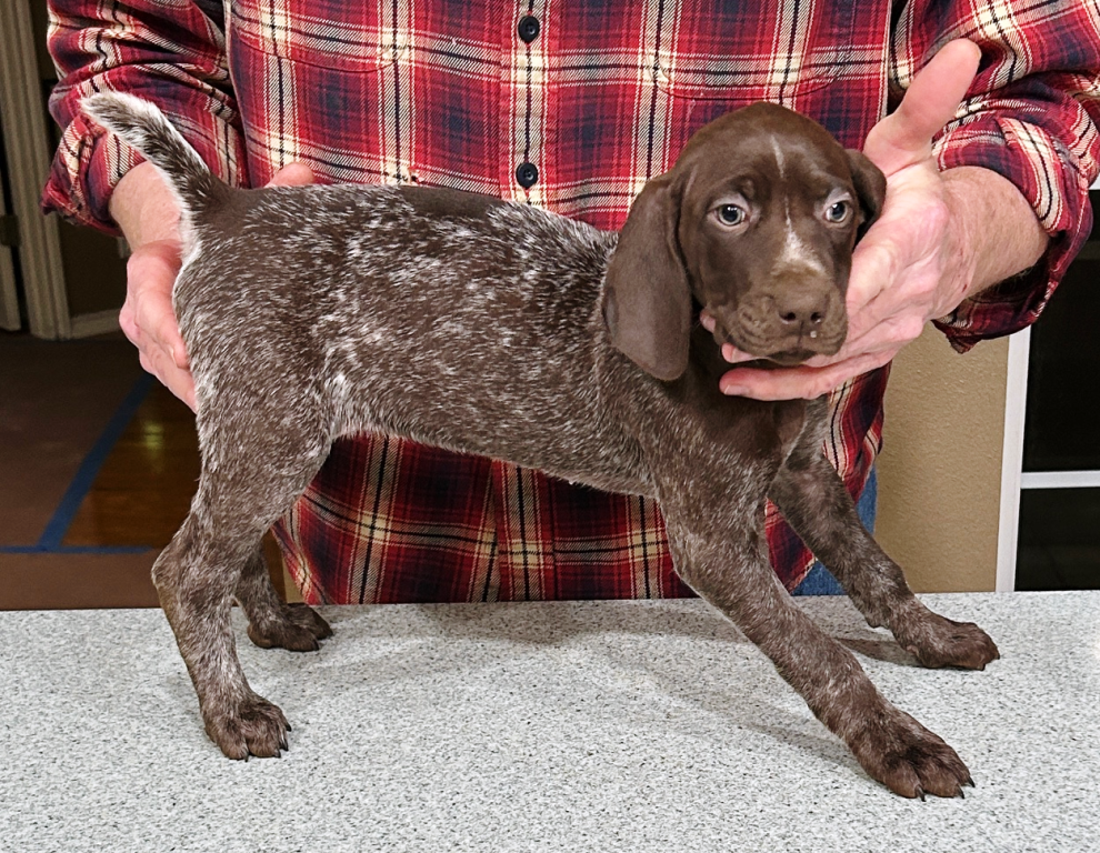 Puppies for Sale - German Shorthaired Pointer Puppies