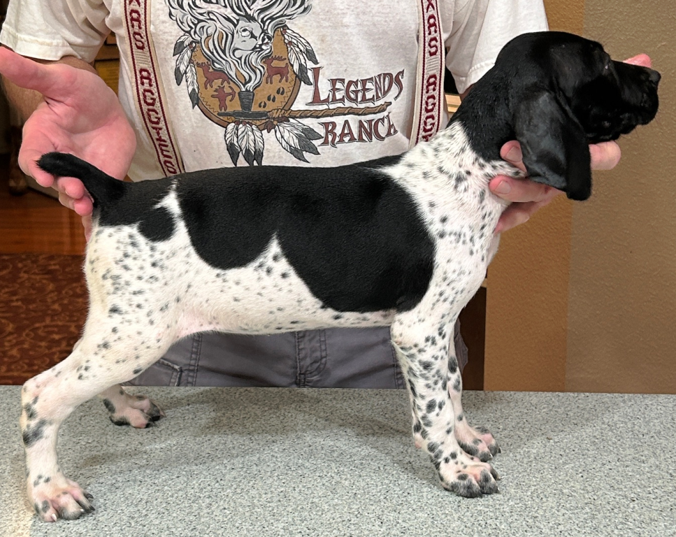 Puppies for Sale - German Shorthaired Pointer Puppies