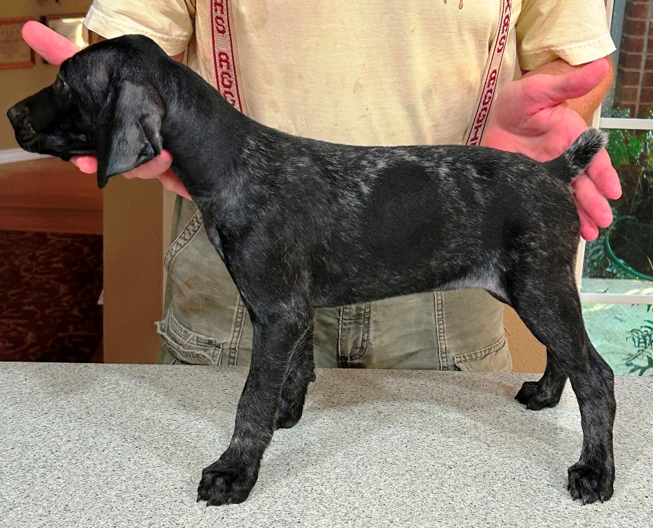 Puppies for Sale - German Shorthaired Pointer Puppies